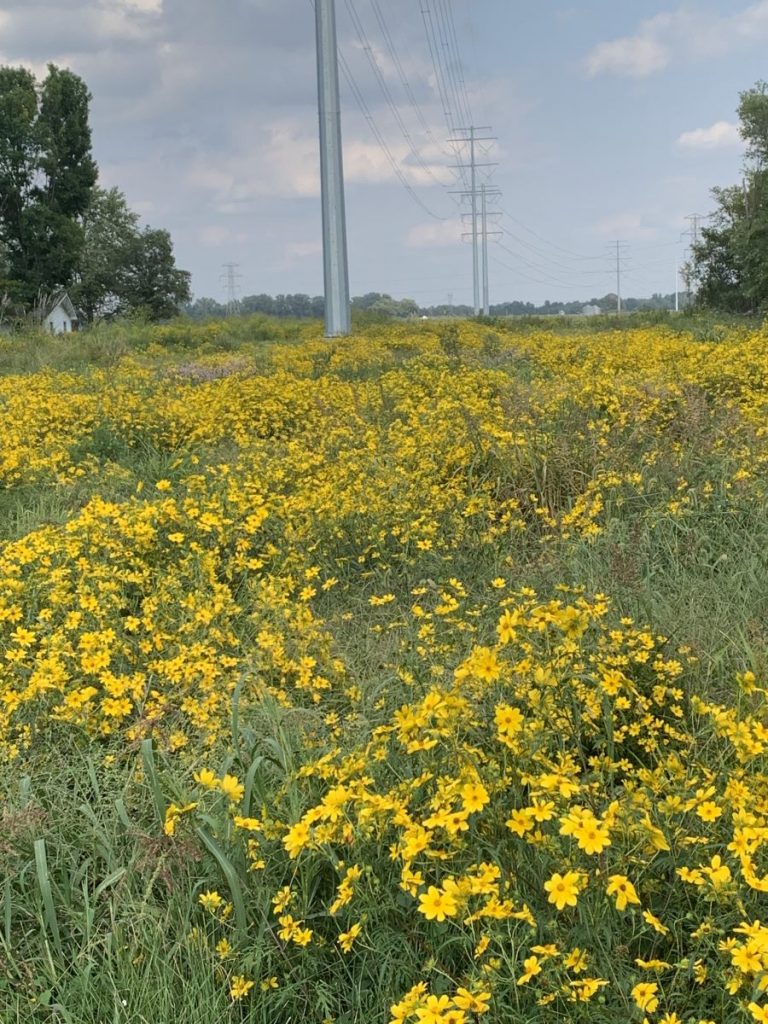 Ameren Illinois pollinators thriving in Metro East – Illinois Business ...
