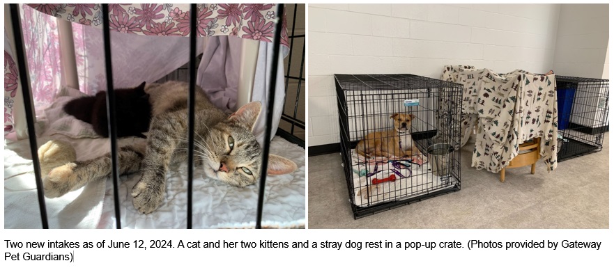 With 70+ sheltered cats, dogs, Gateway Pet Guardians expands June ...
