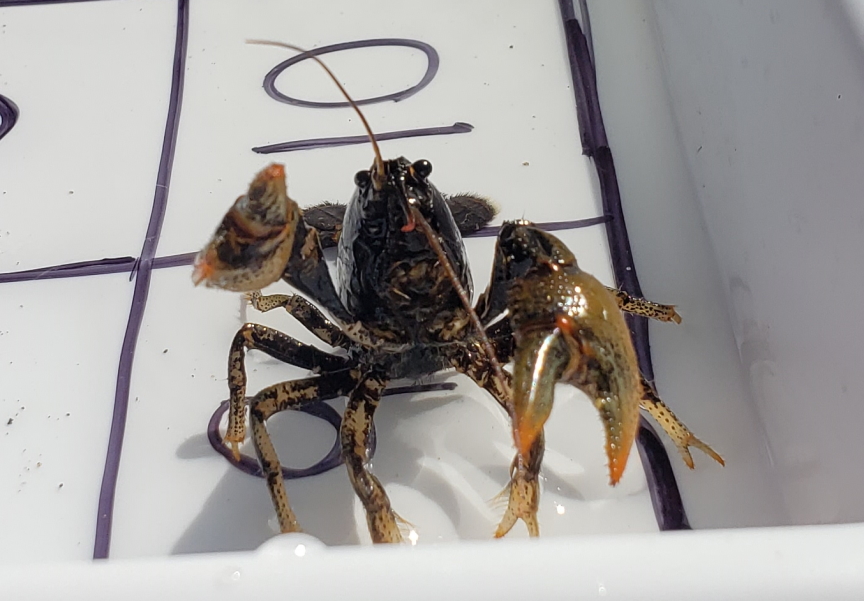 Illinois RiverWatch hosts Illinois Crayfish Finders training session ...