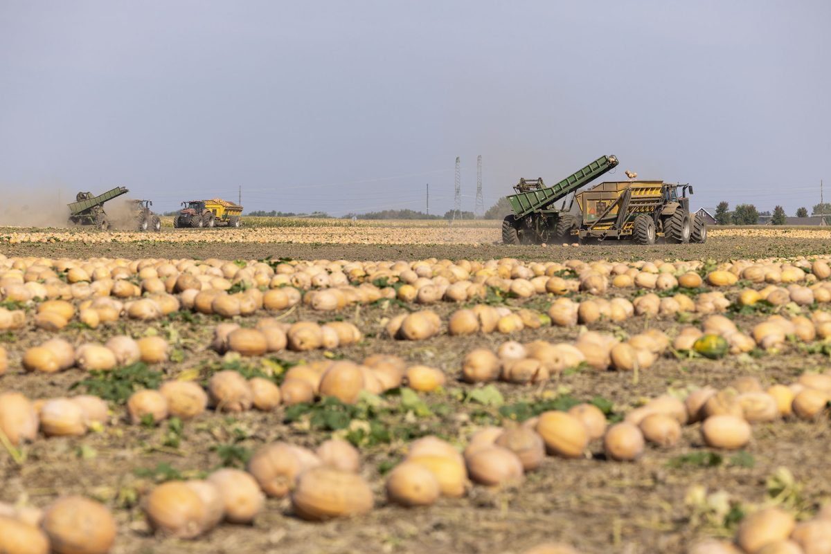 Illinois pumpkin harvest underway; heat weakens crop in some areas ...